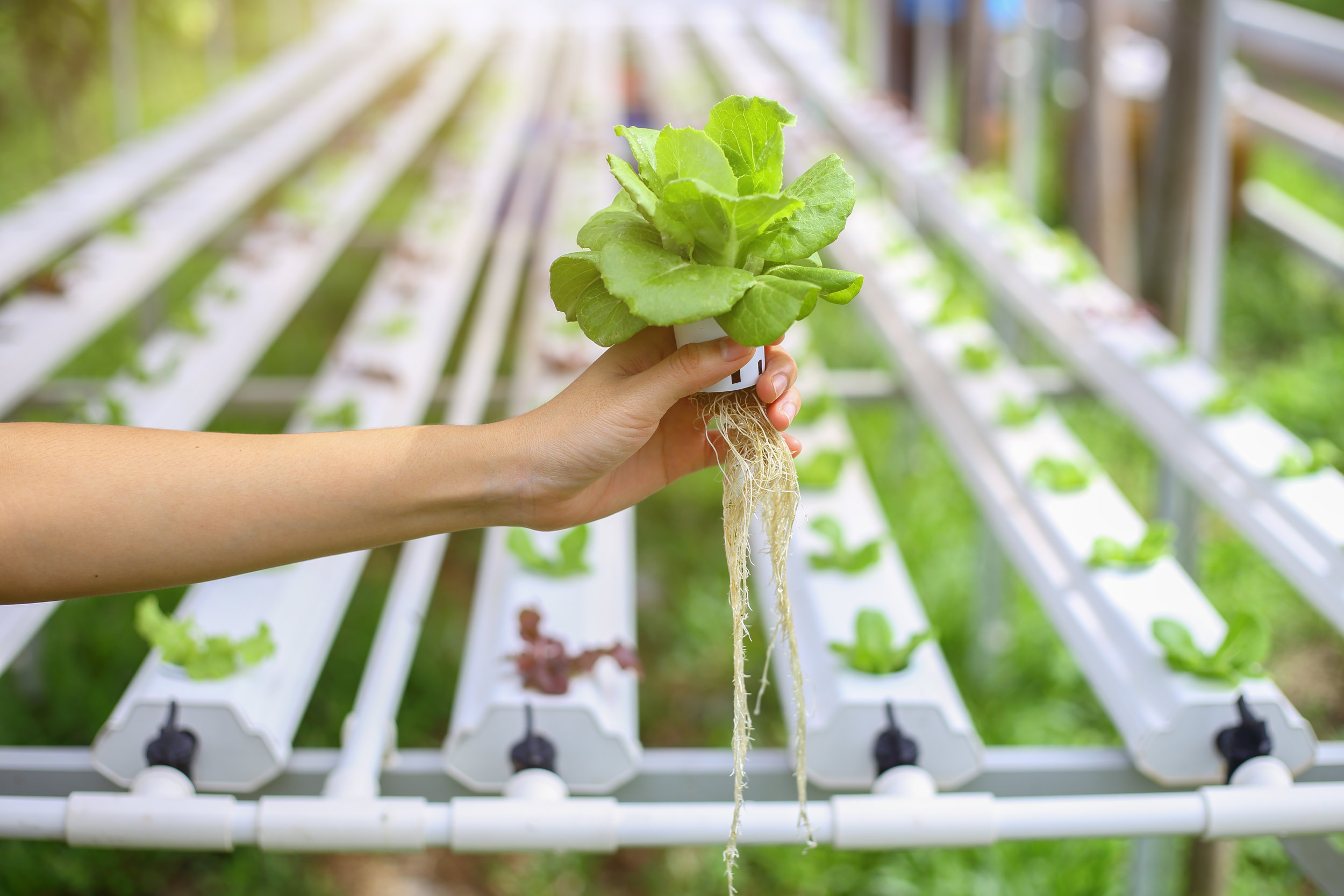 Soilless Agriculture: An In-depth Overview — AGRITECTURE Soilless Agriculture: An In-depth Overview — AGRITECTURE